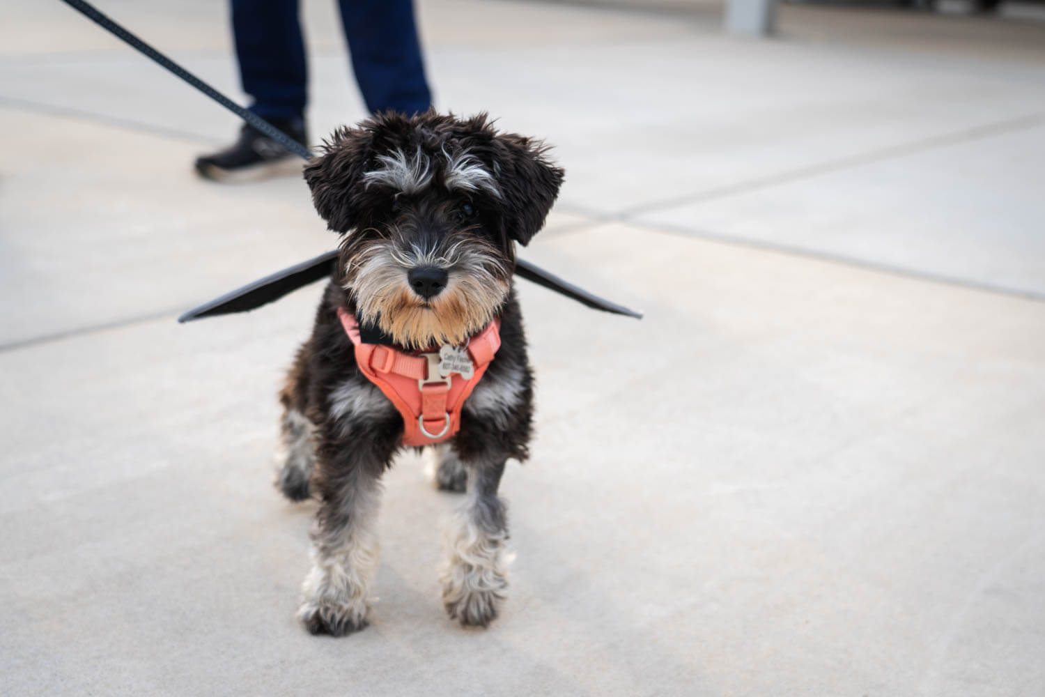 Howl-O-Woof - Visit Farragut